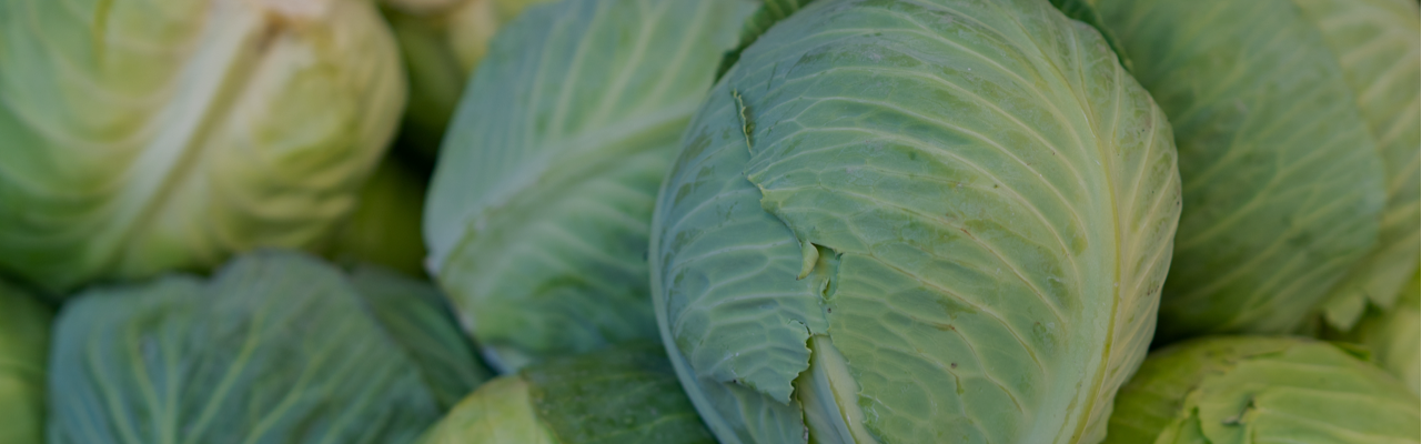 Contact – Bonnie Plants Cabbage Program